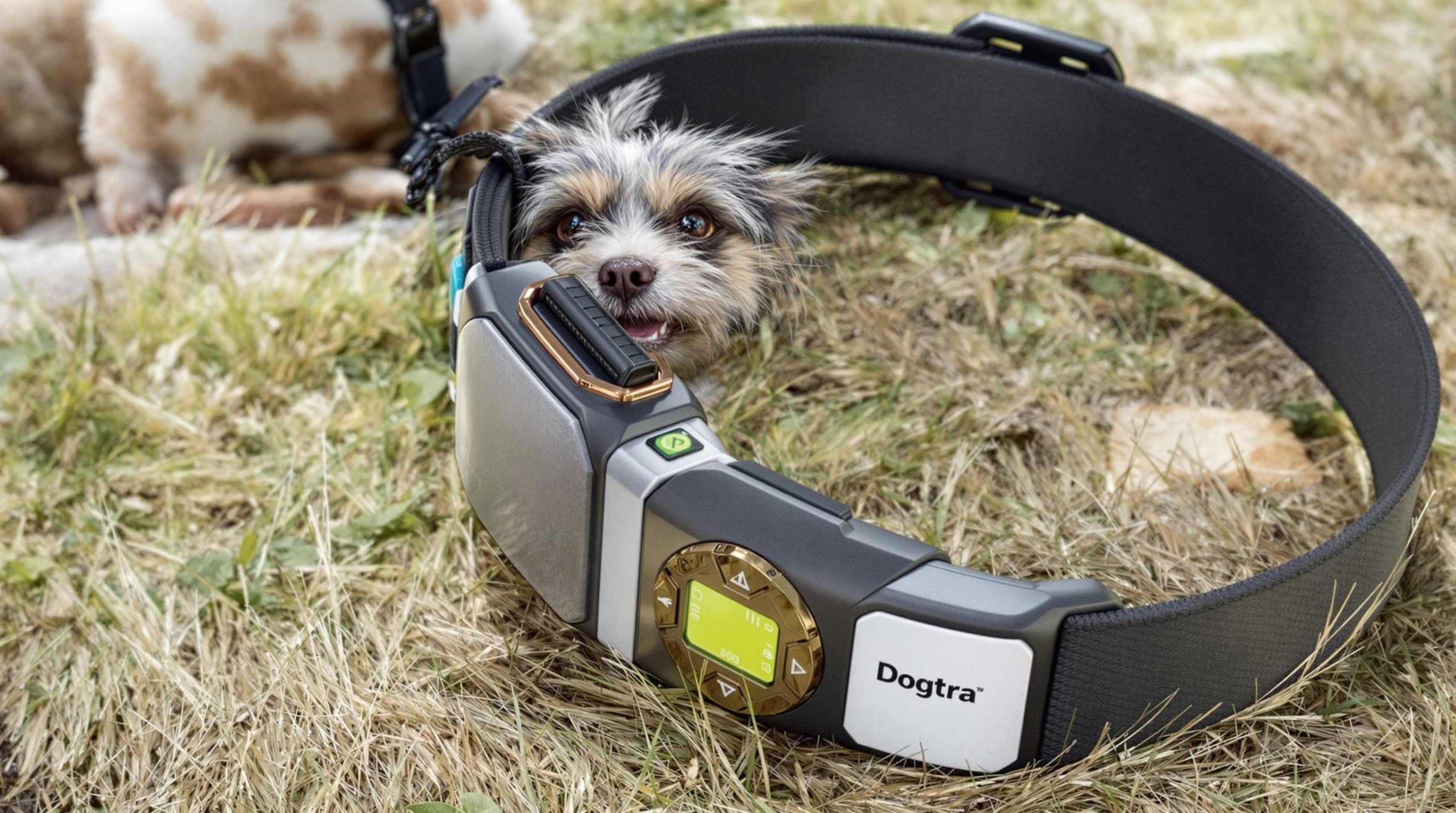 Dogtra collier GPS chien sans abonnement : Guide complet pour choisir ...